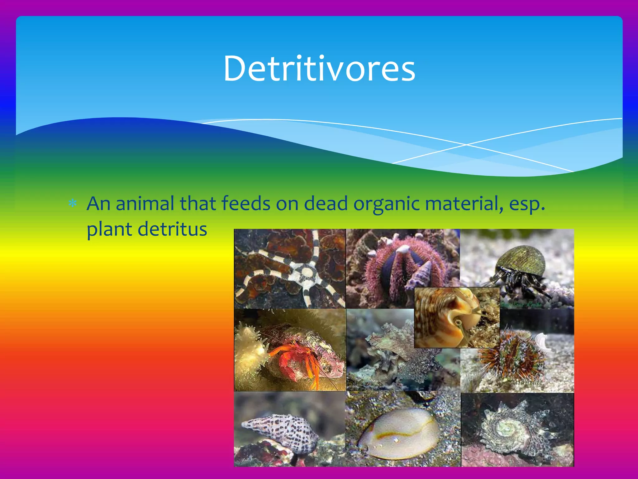 Different types of Animals | PPTX