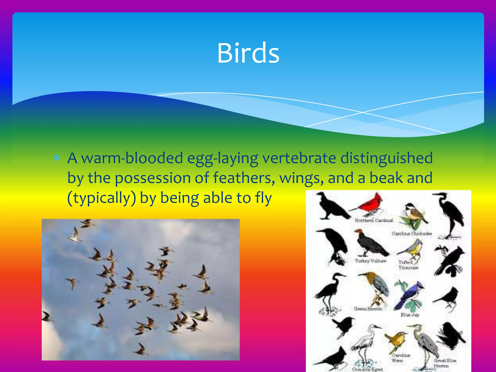 Different types of Animals | PPTX