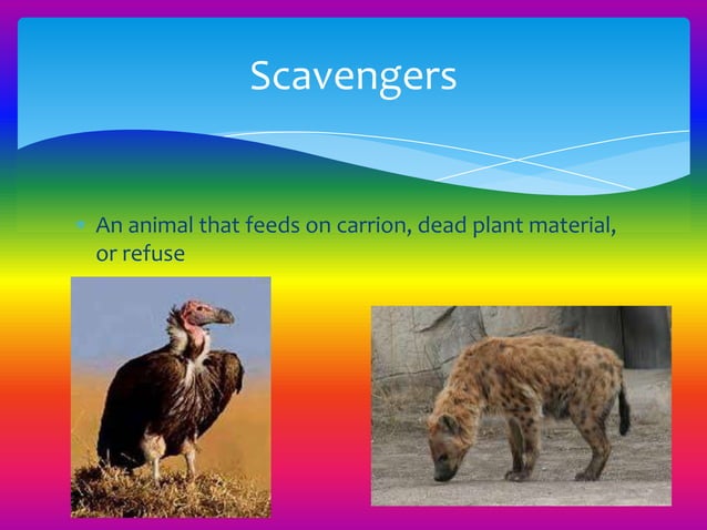 Different types of Animals | PPTX