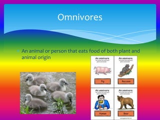 Different types of Animals | PPTX