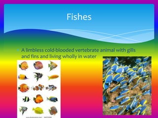 Different types of Animals | PPTX