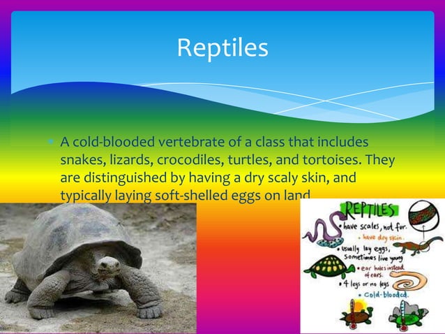 Different types of Animals | PPTX