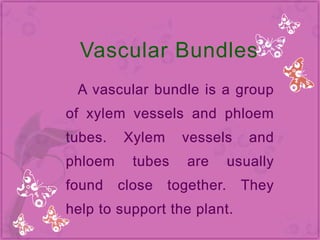 Transport in flowering plants | PPTX