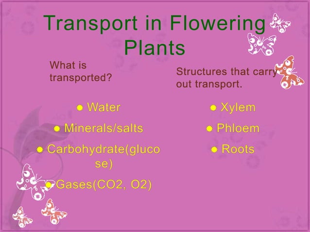 Transport in flowering plants | PPT