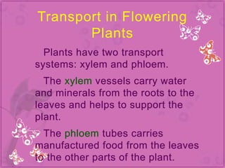 Transport in flowering plants | PPT