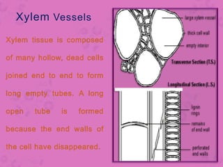 Transport in flowering plants | PPT