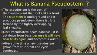 Paper Production from banana pseudostem (biowaste) with lab scale ...