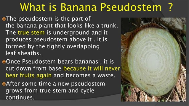 Paper Production from banana pseudostem (biowaste) with lab scale ...