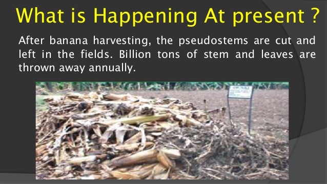 Paper Production from banana pseudostem (biowaste) with lab scale pro…