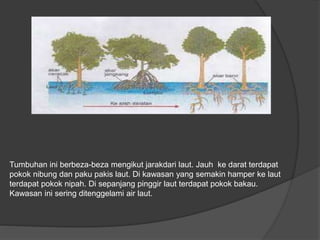 jenis pokok tepi pantai - David Kelly