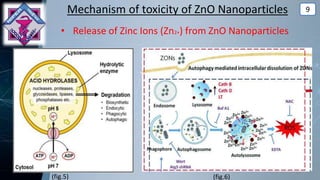 ZnO Nanoparticles Impacts | PPTX