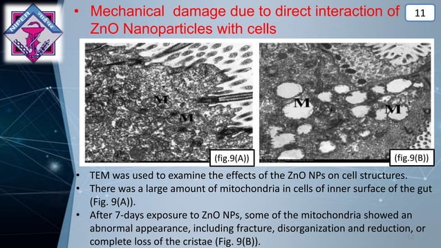 ZnO Nanoparticles Impacts | PPTX | Chemistry | Science