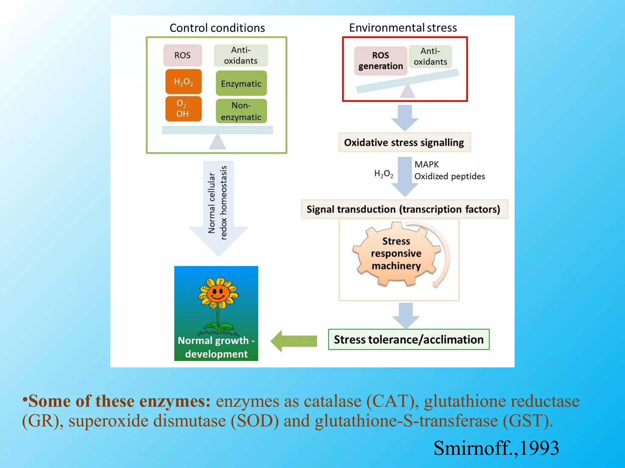 Physiological mechanisms of salt tolerance in Tomato | PPT