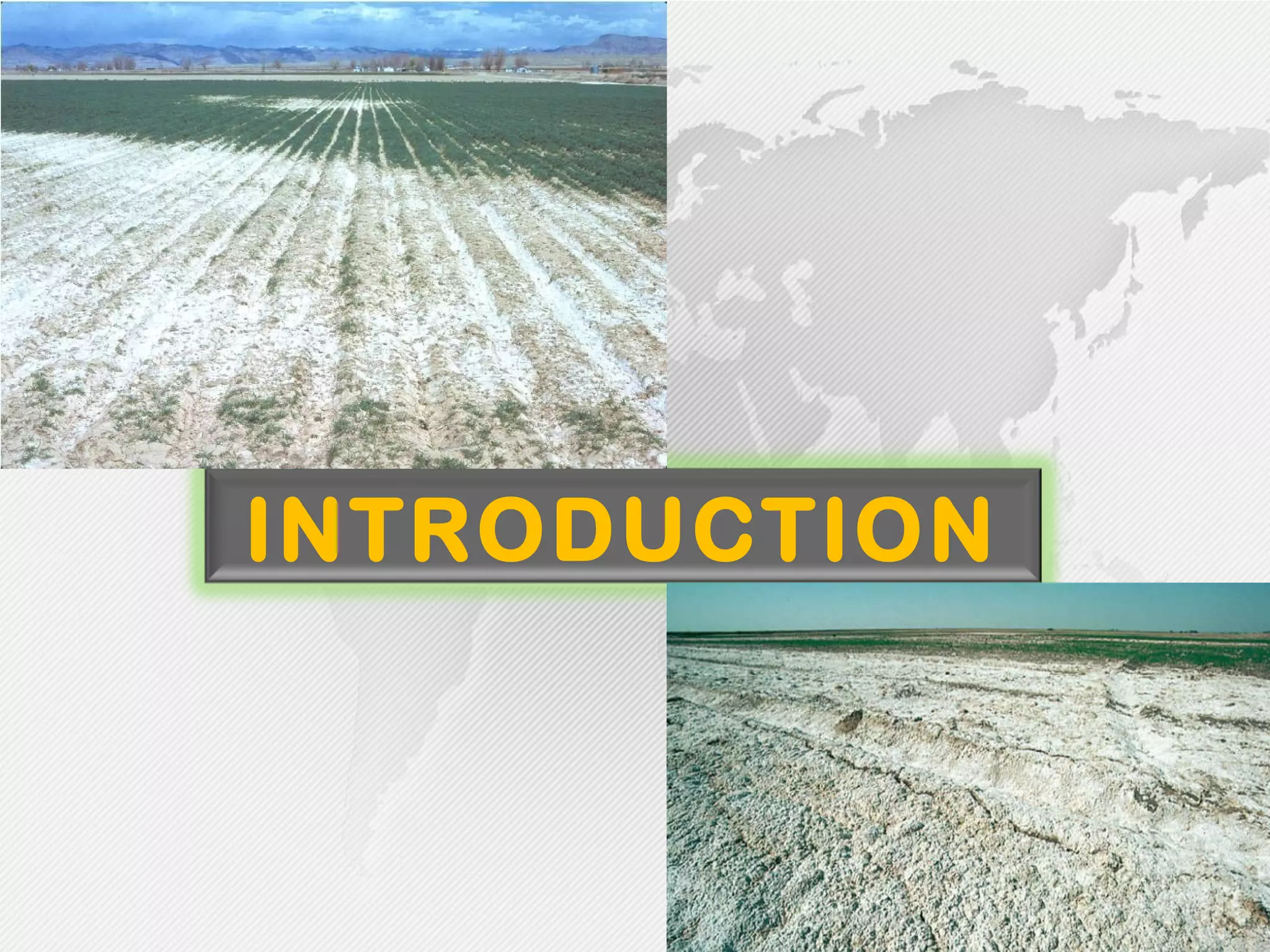 Physiological mechanisms of salt tolerance in Tomato | PPT