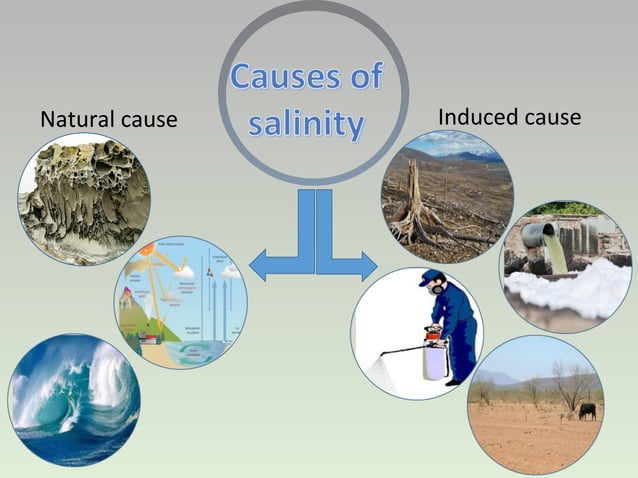 Physiological mechanisms of salt tolerance in Tomato | PPT