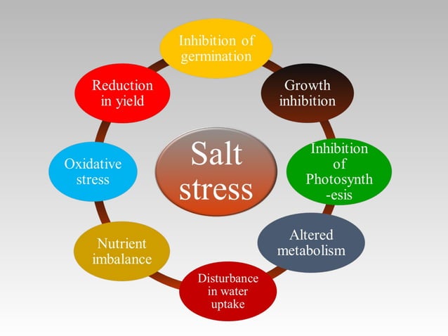 Physiological mechanisms of salt tolerance in Tomato | PPT