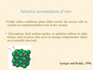 Physiological mechanisms of salt tolerance in Tomato | PPT