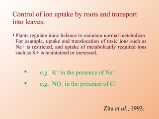 Physiological mechanisms of salt tolerance in Tomato | PPT