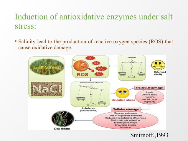 Physiological mechanisms of salt tolerance in Tomato | PPT