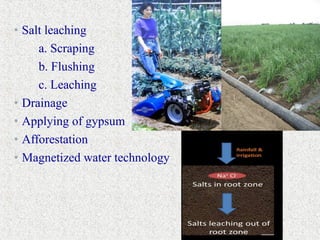Physiological mechanisms of salt tolerance in Tomato | PPT