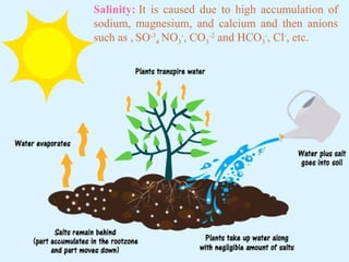 Physiological mechanisms of salt tolerance in Tomato | PPT
