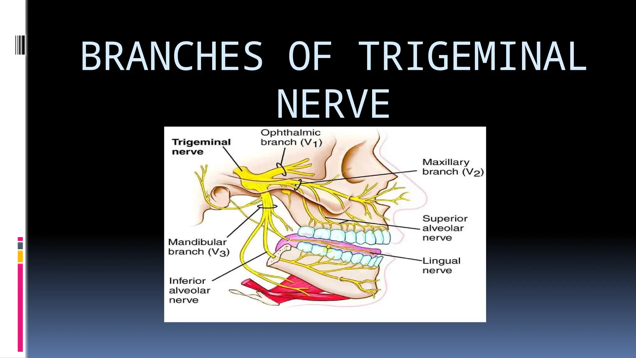 trigeminal nerve and their disease222ptx | PPTX