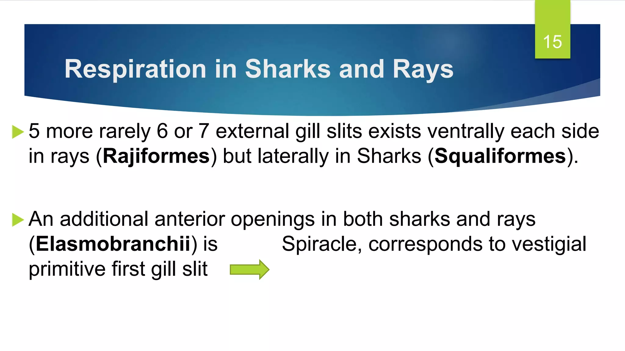 Respiration in Fish | PPTX