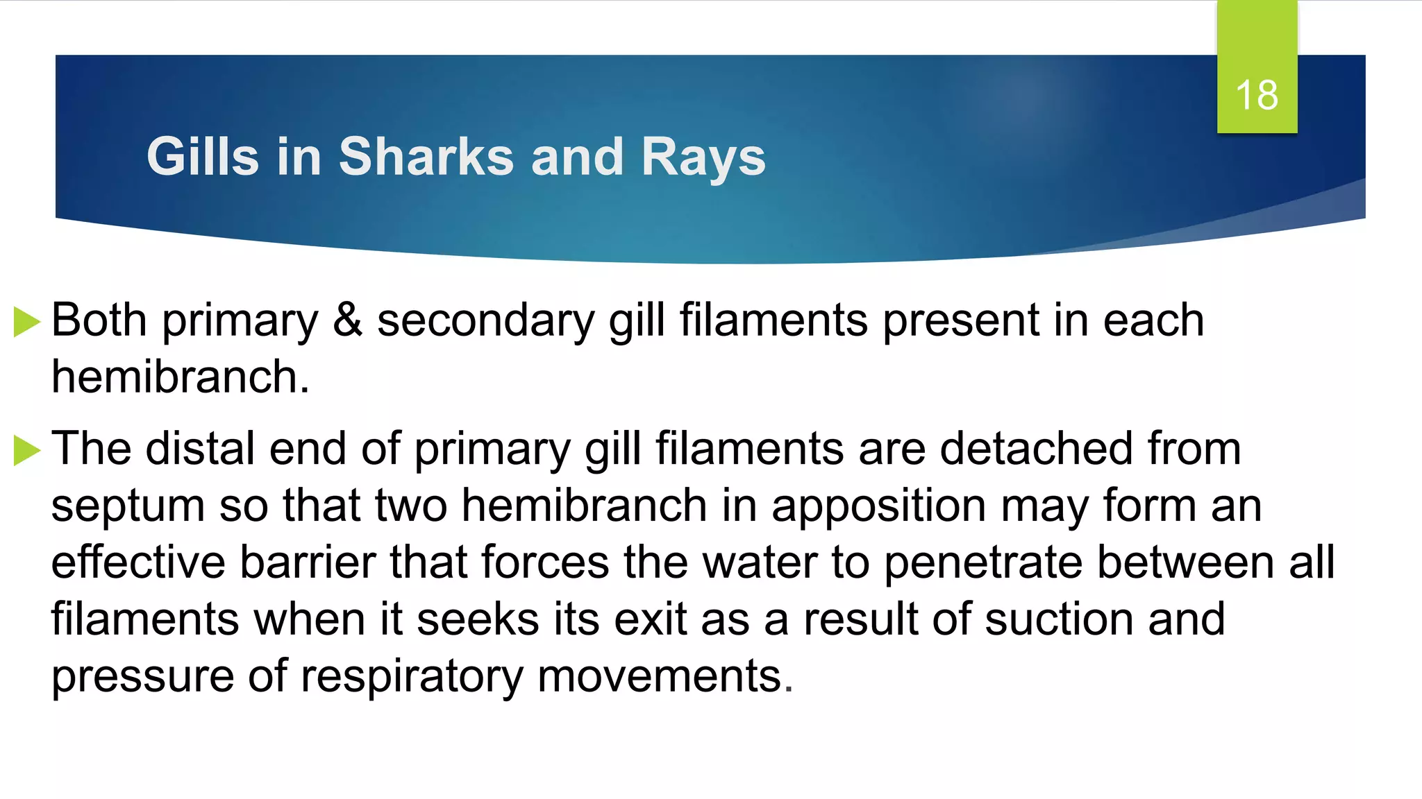 Respiration in Fish | PPTX