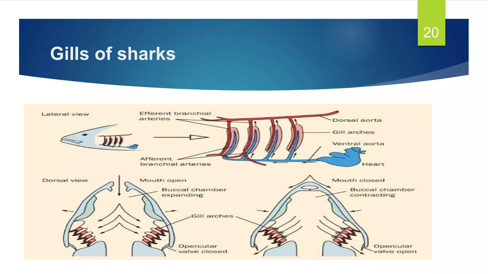 Respiration in Fish | PPTX