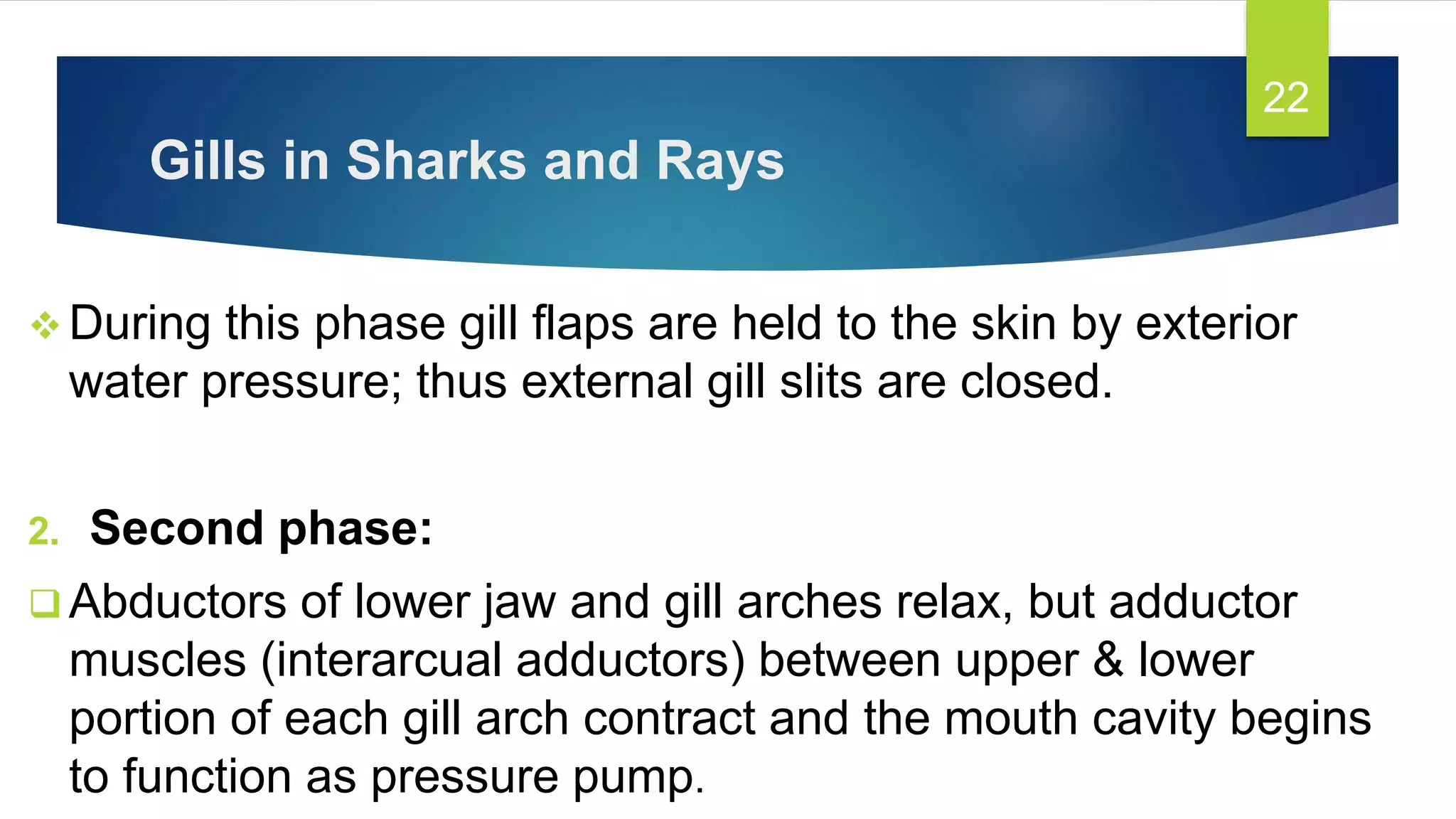 Respiration in Fish | PPTX