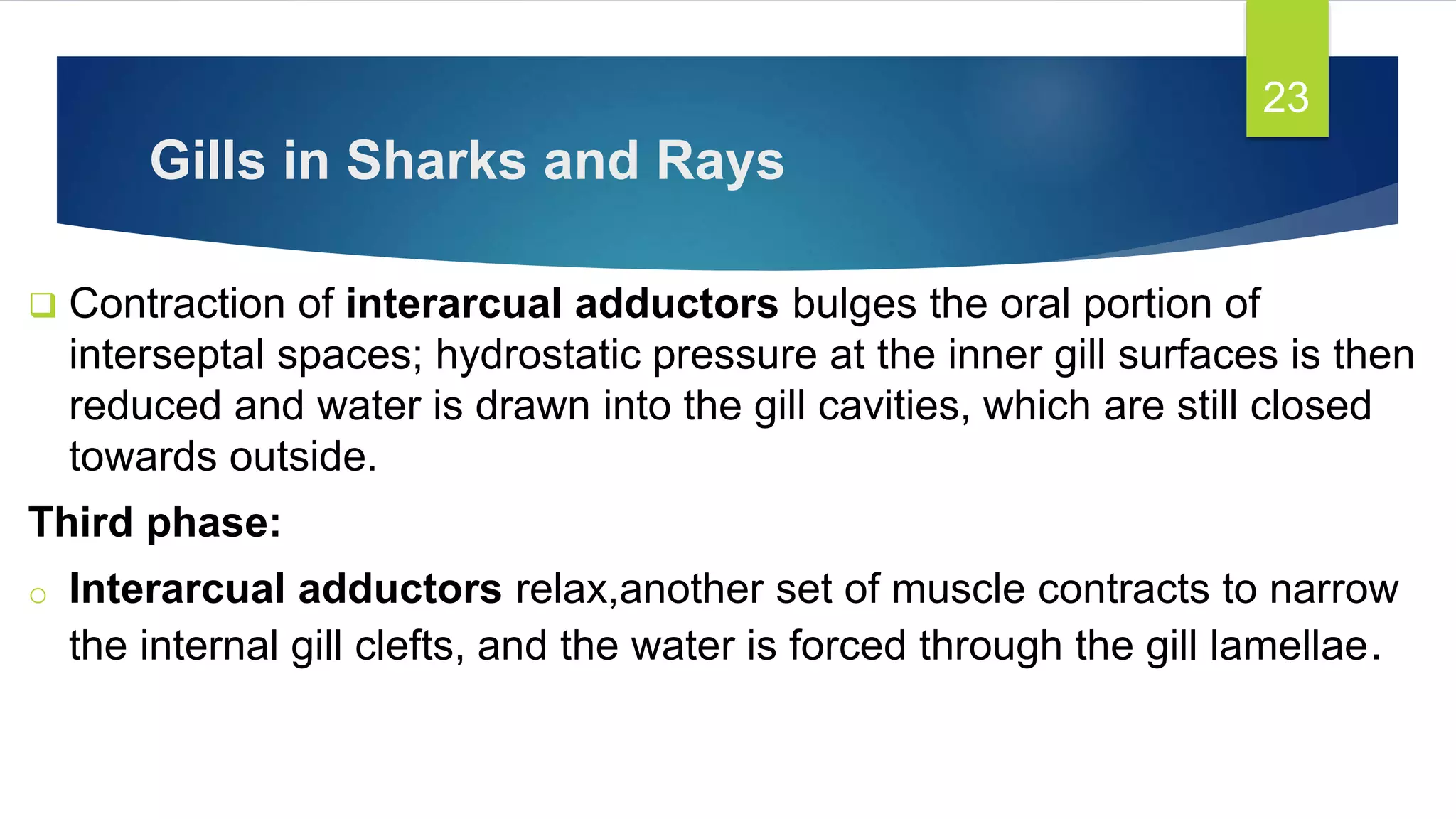 Respiration in Fish | PPTX