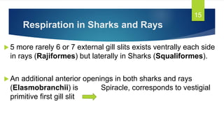 Respiration in Fish | PPTX