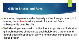 Respiration in Fish | PPTX