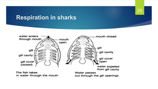 Respiration in Fish | PPTX