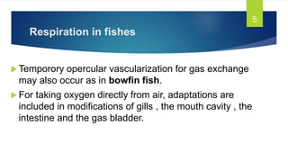 Respiration in Fish | PPTX