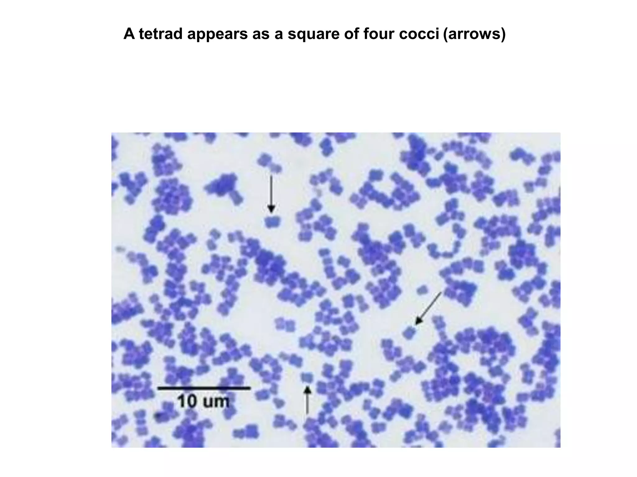 Shape-size-and-arrangment-of-bacteria.pptx