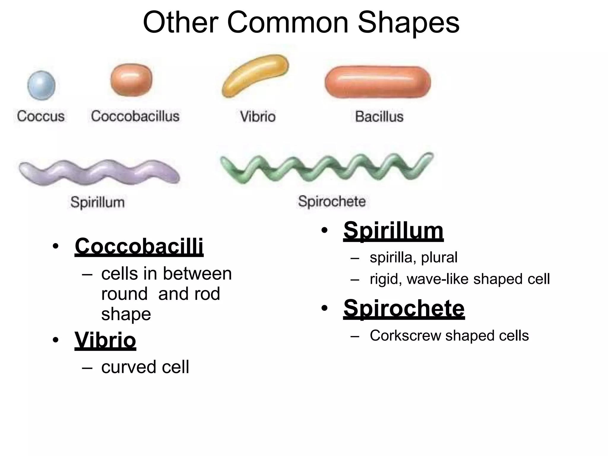 Shape-size-and-arrangment-of-bacteria.pptx