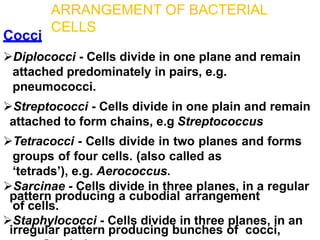 Shape-size-and-arrangment-of-bacteria.pptx