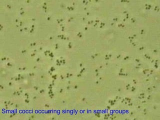 Shape-size-and-arrangment-of-bacteria.pptx