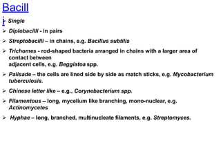 Shape-size-and-arrangment-of-bacteria.pptx