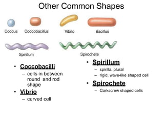 Shape-size-and-arrangment-of-bacteria.pptx