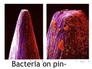 Shape-size-and-arrangment-of-bacteria.pptx