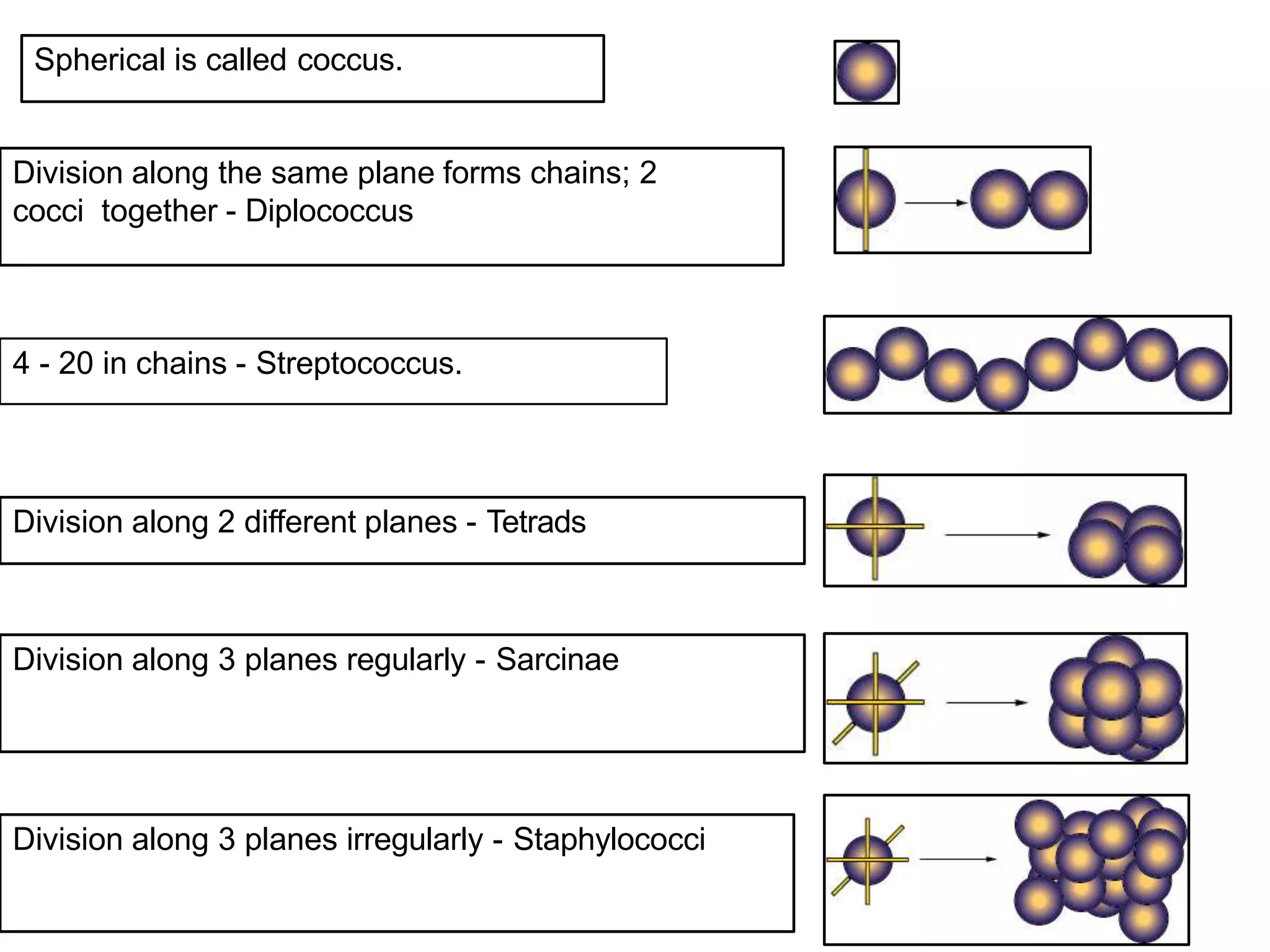 Shape-size-and-arrangment-of-bacteria.pptx