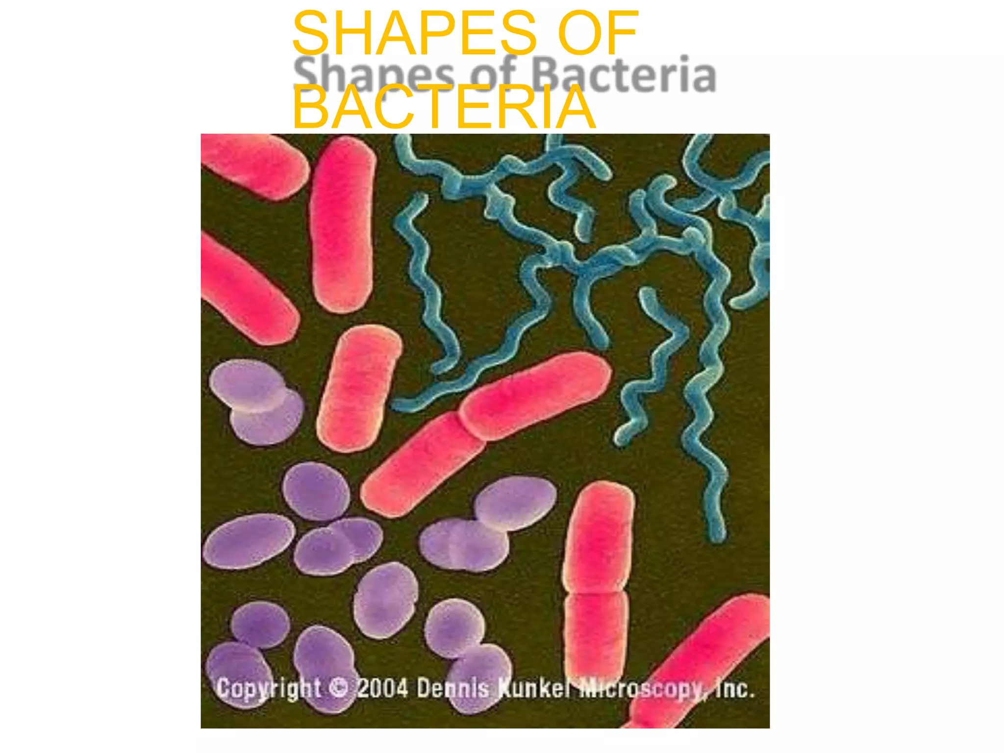 Shape-size-and-arrangment-of-bacteria.pptx