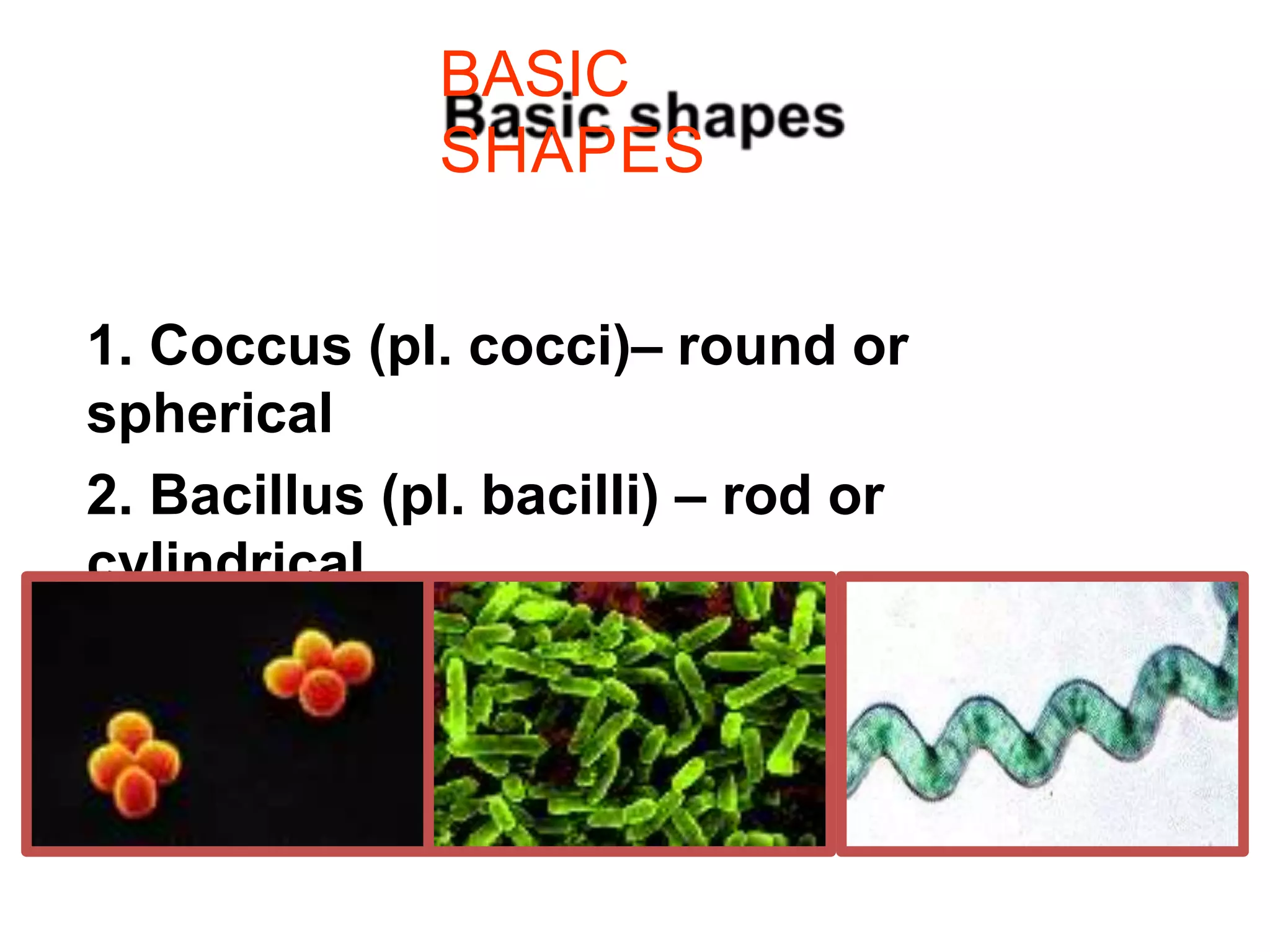 Shape-size-and-arrangment-of-bacteria.pptx