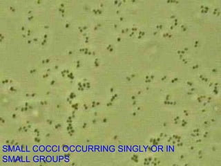 Shape-size-and-arrangment-of-bacteria.pptx