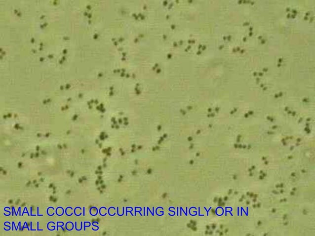 Shape-size-and-arrangment-of-bacteria.pptx