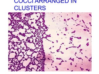 Shape-size-and-arrangment-of-bacteria.pptx