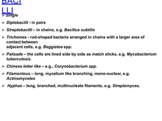 Shape-size-and-arrangment-of-bacteria.pptx