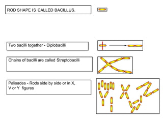 Shape-size-and-arrangment-of-bacteria.pptx
